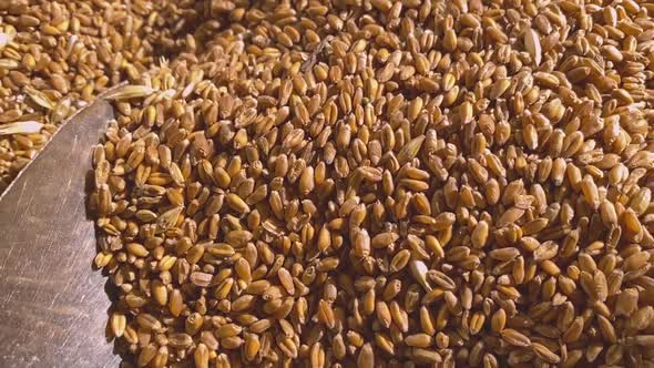 Mixing Wheat Grains Slow Motion, Stock Footage | VideoHive