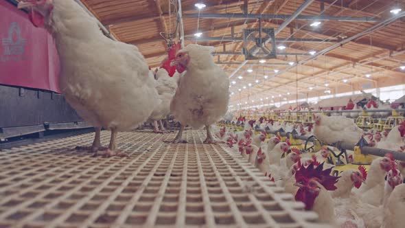 Close up of chickens in a large scale chicken farm, Stock Footage ...