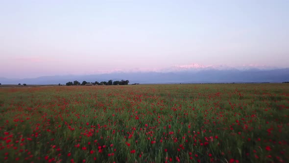 Poppy Fields with Views of the Snowy Mountains, Stock Footage | VideoHive