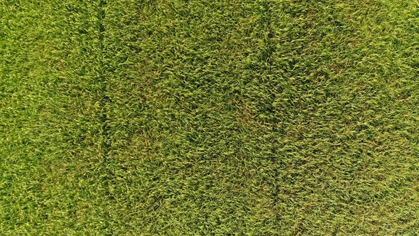 Fields Top View, Stock Footage | VideoHive