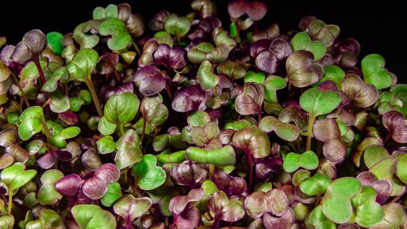 Radish Sango Microgreens Moving Seedling in Timelapse, Stock Footage