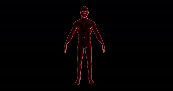 X-ray rotating body, Motion Graphics | VideoHive