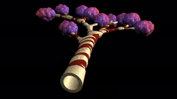 Human Lungs With Bronchi Of Mesh Of Model Looping Motion Animated 3d