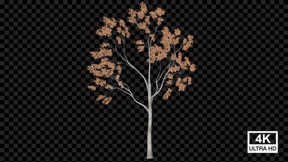 Growing Dry Tree, Motion Graphics | VideoHive
