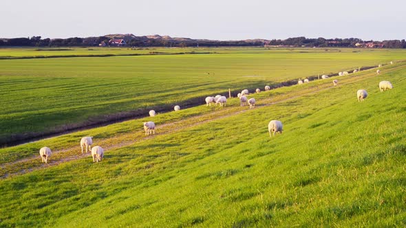 organic farming sheep maintain strength Dutch sea dike, Stock Footage