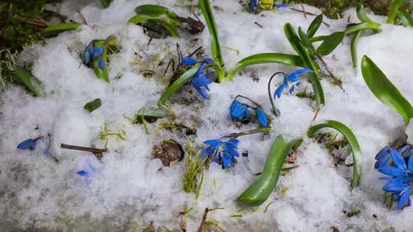 Blue Snowdrop and Snow Melts in Spring, Stock Footage | VideoHive