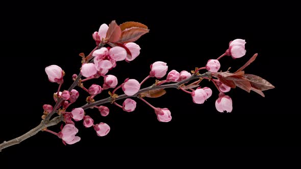 Time Lapse Flowers Cherry Tree, Stock Footage | VideoHive