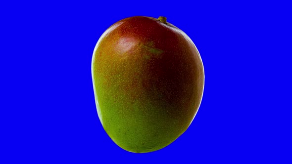 Half Ripe Mango Rotates Blue Screen for Chroma Key, Stock Footage ...