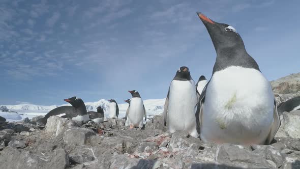 Antarctica Gentoo Penguin in Pebble Nest Closeup, Stock Footage | VideoHive