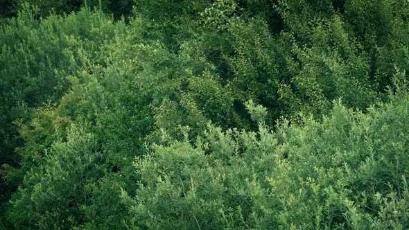 Verdant Trees In Gentle Breeze, Stock Footage | VideoHive