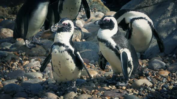Penguins Cleaning Themselves By The Water, Stock Footage | VideoHive