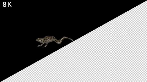 8K Frog Jumping, Motion Graphics | VideoHive