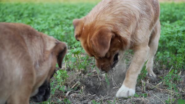 Two dogs digging a hole in the grass, Stock Footage | VideoHive