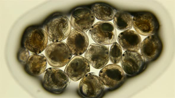 Zooplankton Under a Microscope, Plankton Crustaceans Cladocera, Stock ...