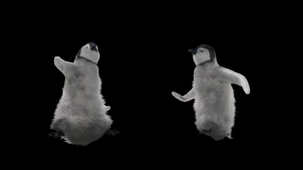 Penguin Dancing HD, Motion Graphics | VideoHive