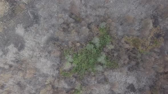 Burnt Out Tree Remnants of a Forest Fire, Stock Footage | VideoHive