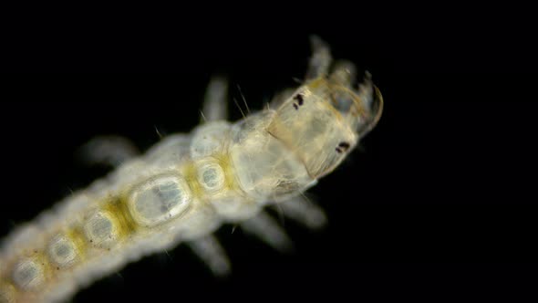 Beetle Larva Family Hydrophilidae Under a Microscope Order Coleoptera ...