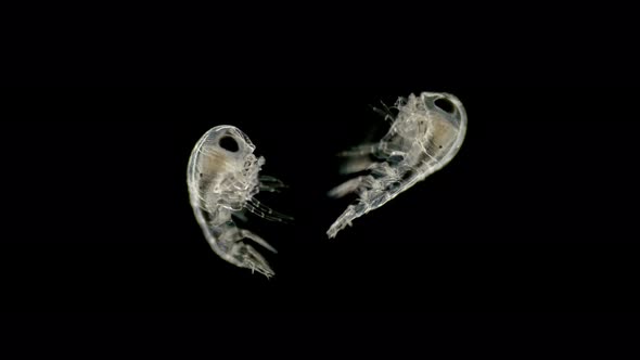 Hyperia Sp. Crayfish Under the Microscope. The Hyperiidae Family, an ...