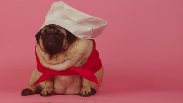 Very Thick Pug Dressed As a Chef, Stock Footage | VideoHive
