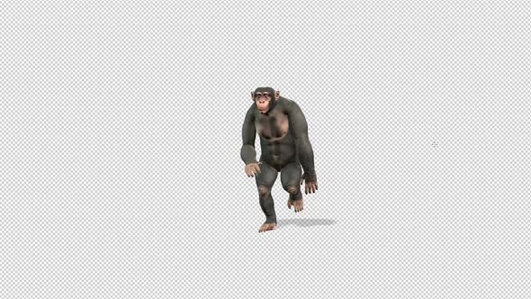 Chimpanzee Dance, Motion Graphics | VideoHive