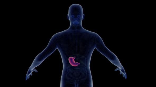 3D model of a person rotating with a red-glowing stomach, Motion Graphics
