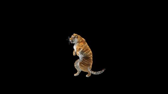 Tiger Dancing HD, Motion Graphics | VideoHive