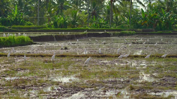 Flock of Herons on a Freshly Plowed Rice Field in Asia, Stock Footage