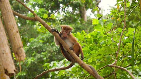 Video of Wild Monkey Climbing on the Tree and Eating Fruits in Jungle Rainforest, Stock Footage