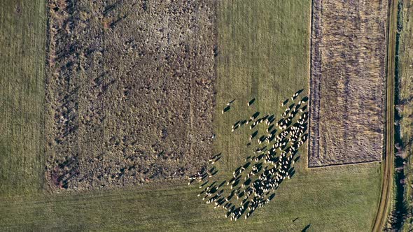Grazing herd drone view, Stock Footage | VideoHive
