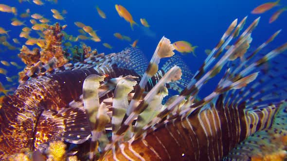 Close Up Colorful Lion-Fish, Stock Footage | VideoHive