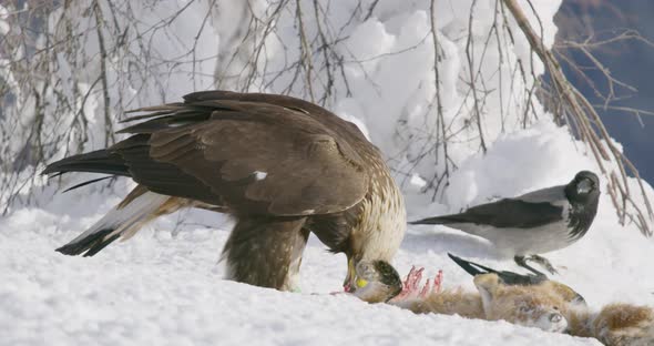 Detailed View of Golden Eagle Eating on Dead Fox in the Mountains at ...