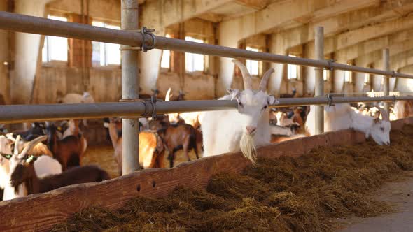 Large Livestock Farm for Goats and Cattle, Stock Footage | VideoHive