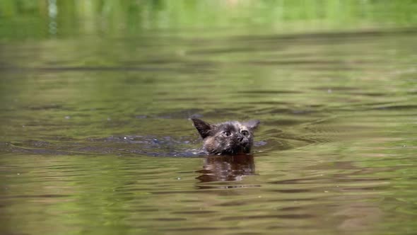 Cat Swimming in River. Black Kitten Swims in Water. Cat's Emotions ...