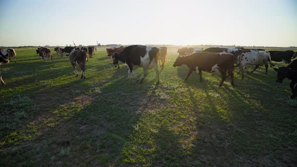 multi-colored cows in the rays of the sun. a herd of happy cows returns ...