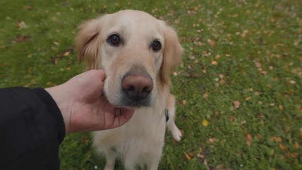 French Retriever Looking at Camera While Owner Petting Him, Stock Footage