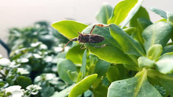 Bug On A Plant, Stock Footage | VideoHive