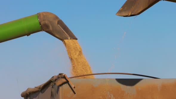 Loading of Grain By a Screw Loader, Stock Footage | VideoHive
