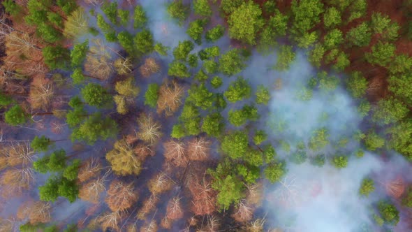 Smoke From a Fire Over a Burning Forest, Stock Footage | VideoHive