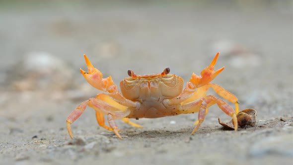 Land Crab in Defensive Position Annoyed By Aggressive Stick, Stock Footage