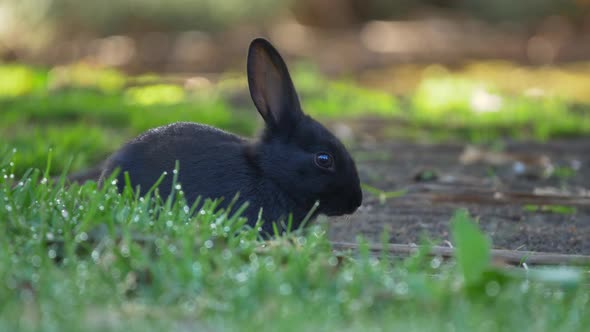 Black Rabbit Eating Grass, Close Up, Stock Footage | VideoHive