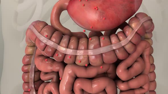 digestive system 587.mov, Motion Graphics | VideoHive
