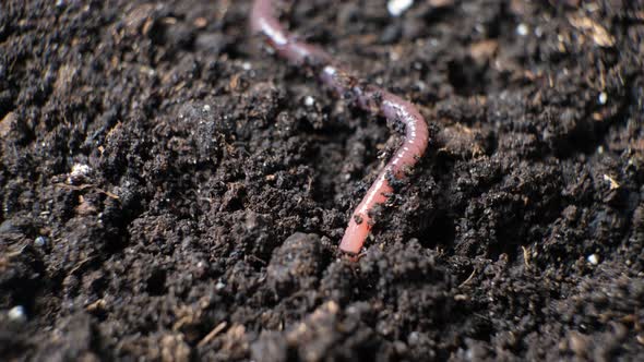 A Big Earthworm Crawls Into a Hole in the Black Ground Closeup, Stock ...