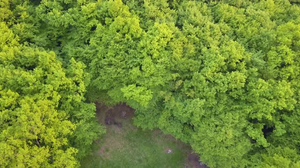 Very dense green forest mixed trees - view from above, aerial footage ...