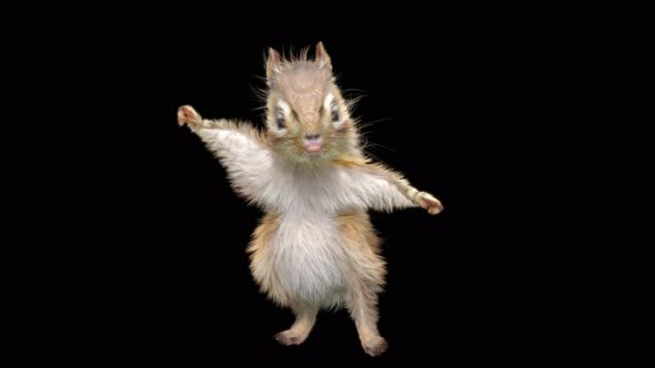 Chipmunk Dancing 4K, Motion Graphics | VideoHive