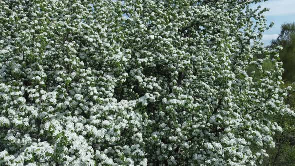 Spring Blooms Magic Apple Tree 03, Stock Footage | VideoHive