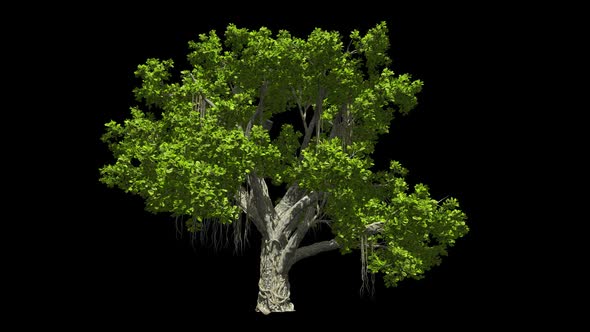 Tropical Tree, Motion Graphics | VideoHive